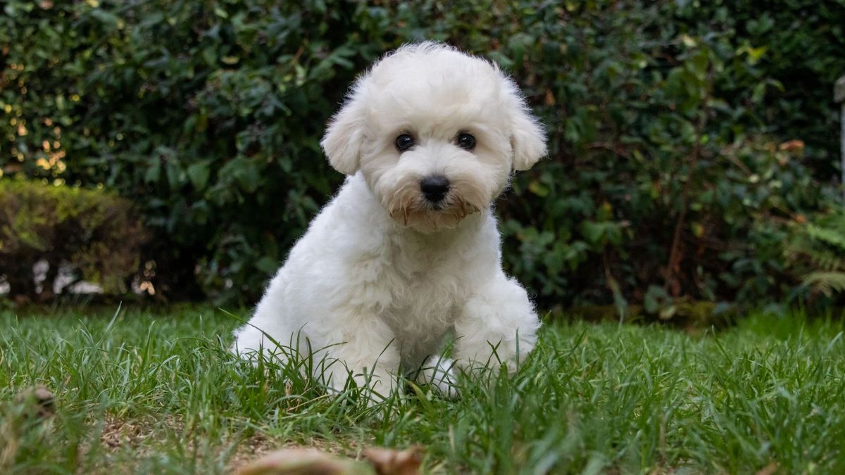 Best family dog breeds for families of all shapes and sizes | PetsRadar