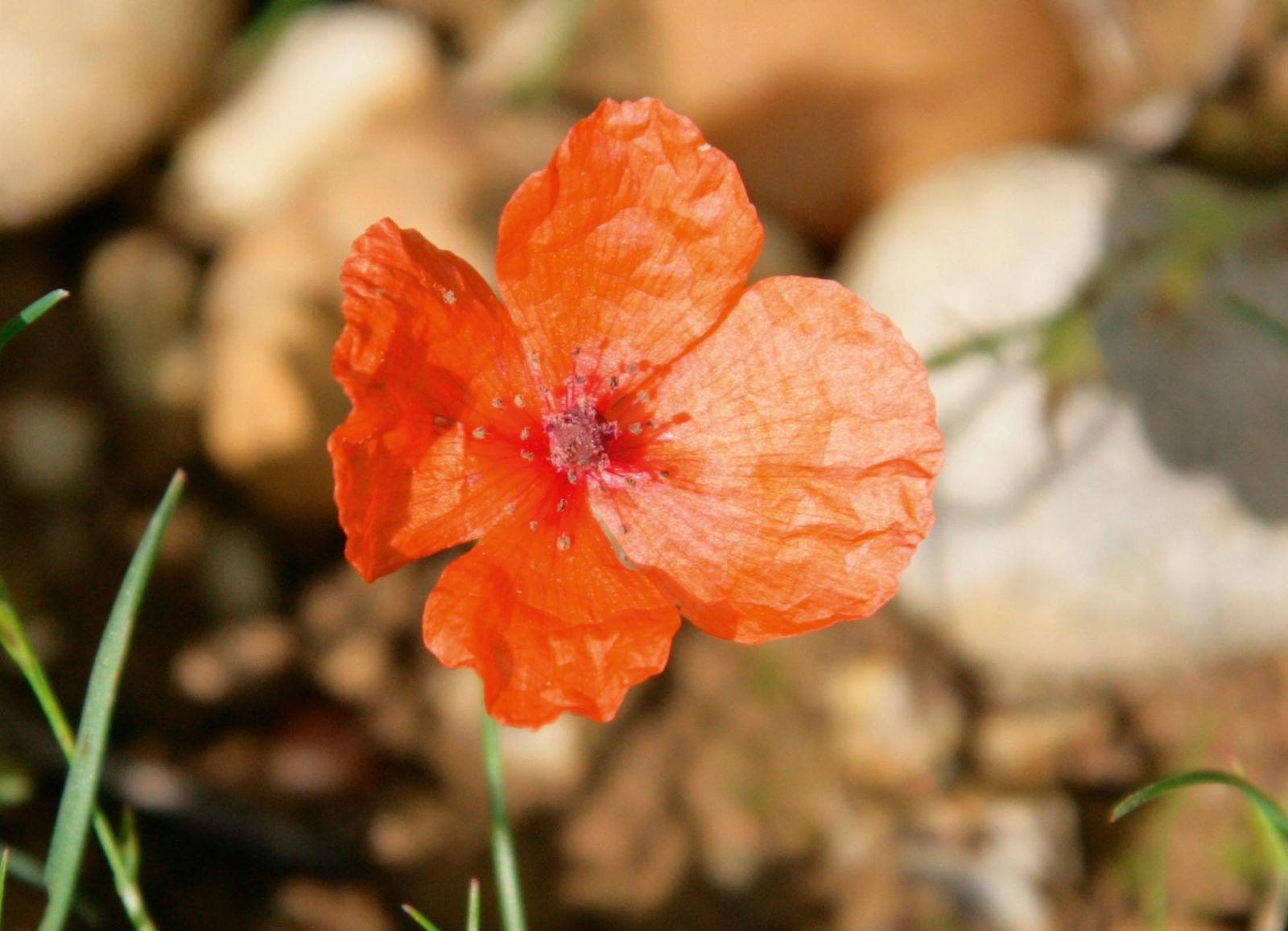 The six varieties of poppy every gardener needs to know | Country Life