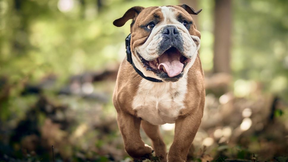 Most popular dog breeds in the USA | PetsRadar