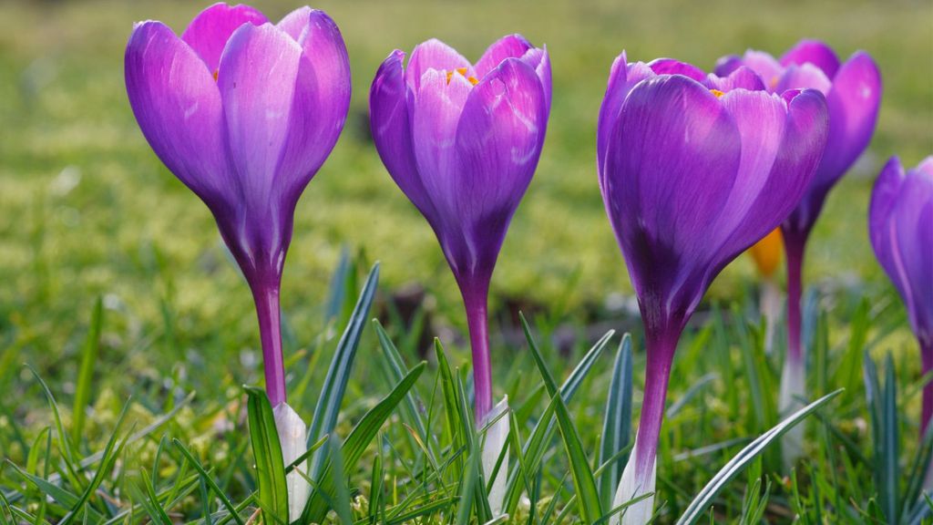 How to plant crocus bulbs: for a pretty springtime display | Homes and ...