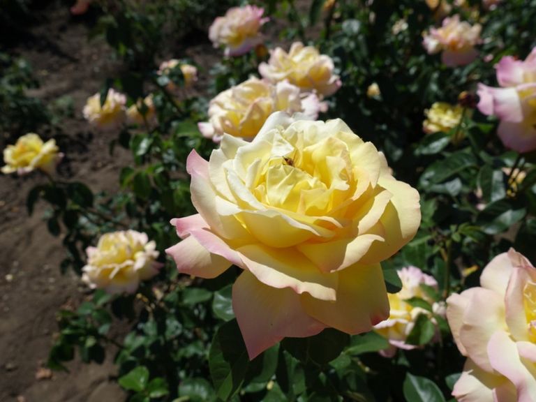 What Are Meilland Roses? | Gardening Know How