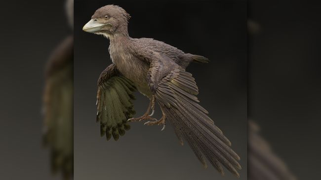 Newfound Pigeon-Size Cretaceous Bird Was Preserved in 3D | Live Science