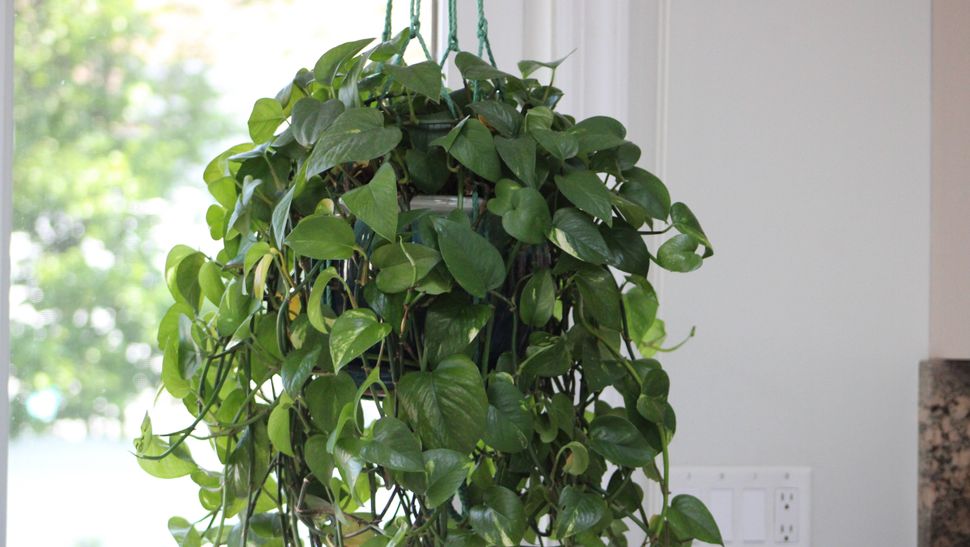7 best plants for hanging baskets | Tom's Guide