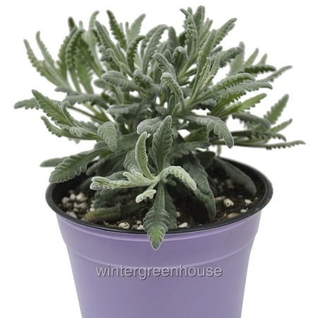 What Are the Different Types of Lavender? 5 Main Varieties | Livingetc