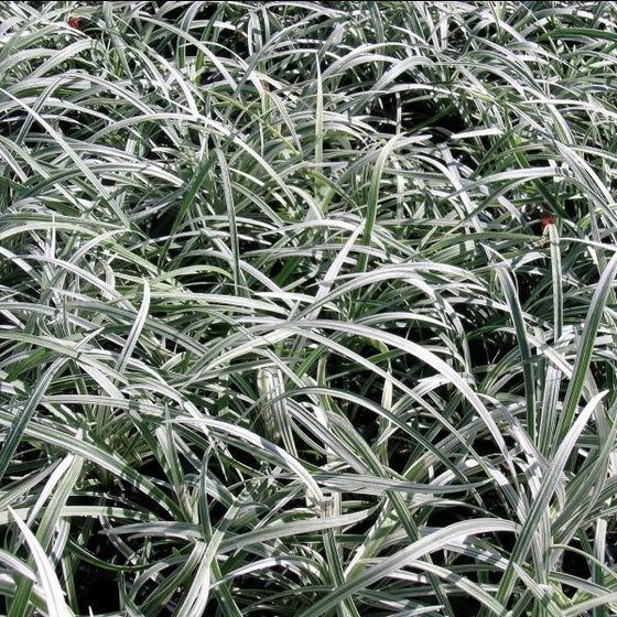 How to grow monkey grass: expert advice | Homes and Gardens
