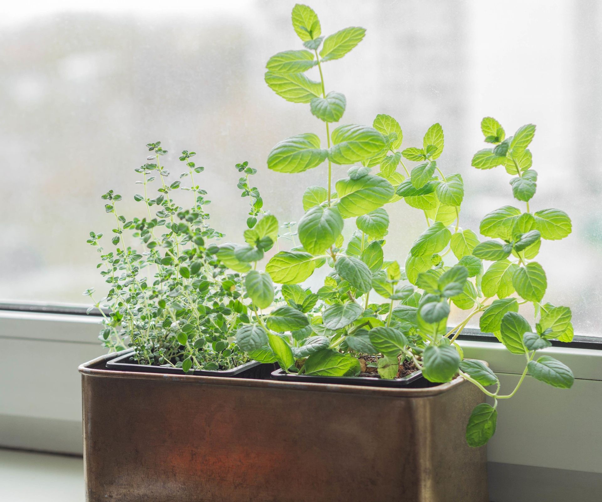 How to grow mint indoors: expert tips for windowsill crops | Homes and ...