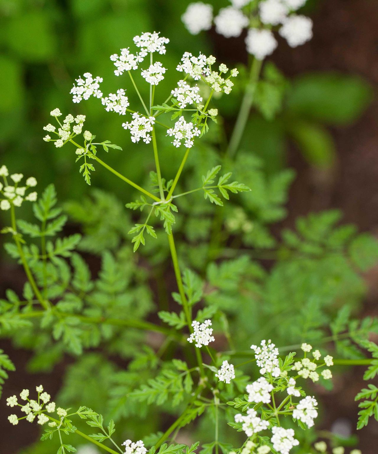 How to get rid of poison hemlock: remove this toxic plant | Gardeningetc