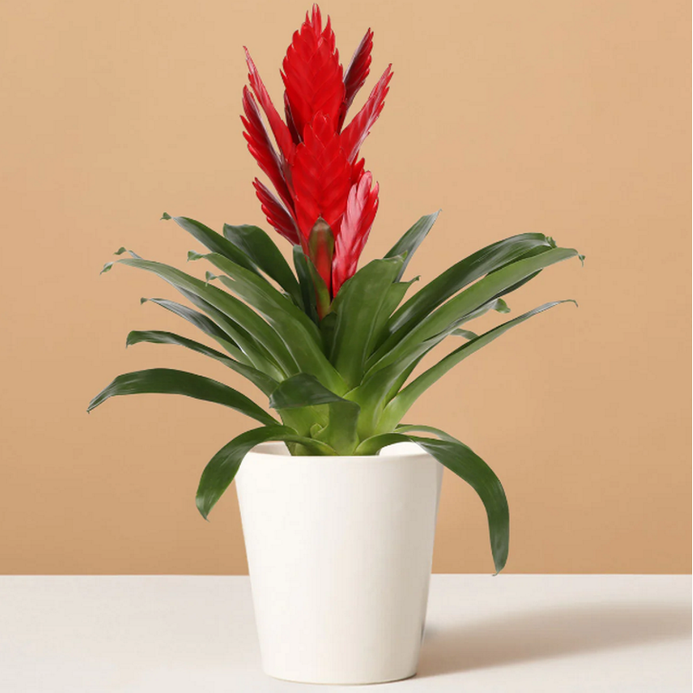 Best red houseplants: 7 energizing indoor plants | Homes and Gardens