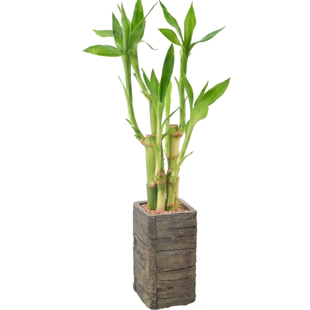 How to Trim a Bamboo Plant — An Expert's Guide | Livingetc