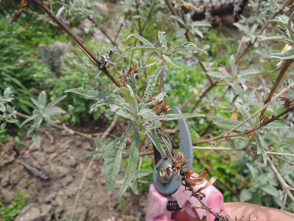 Information On Butterfly Bush Pruning | Gardening Know How
