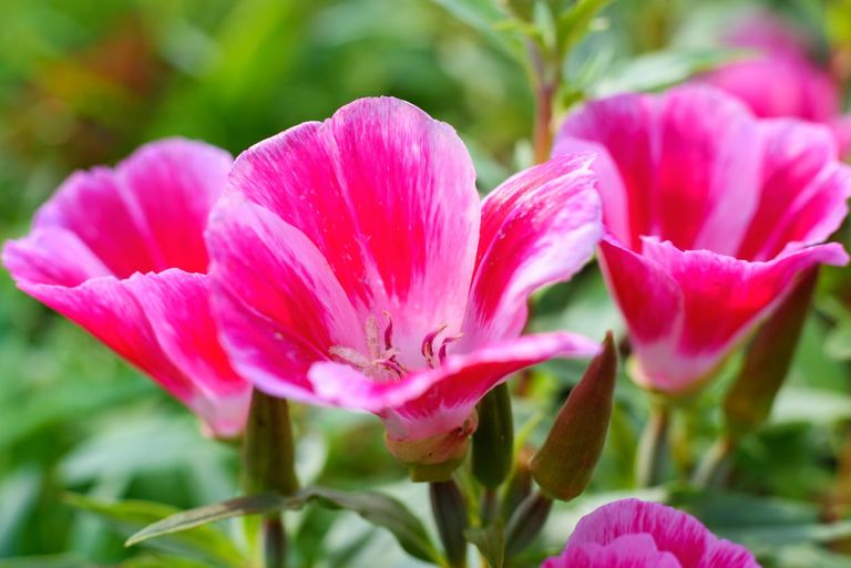 What Is A Godetia Plant: Learn About Clarkia Flowers In The Garden ...