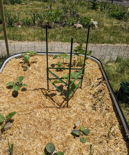 Snap-Together Tomato Cages Solve an Age-Old Garden Problem | Gardening ...