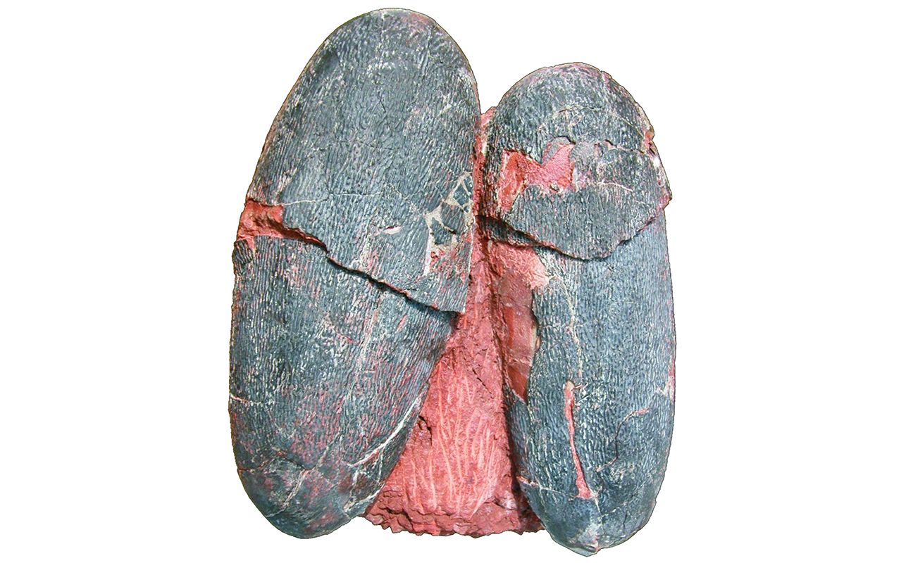 66 Million Years Ago, Bird-Like Dinosaurs Laid Blue-Green Eggs | Live ...