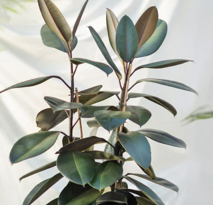 5 living rooms that will instantly make you want to add an indoor tree ...