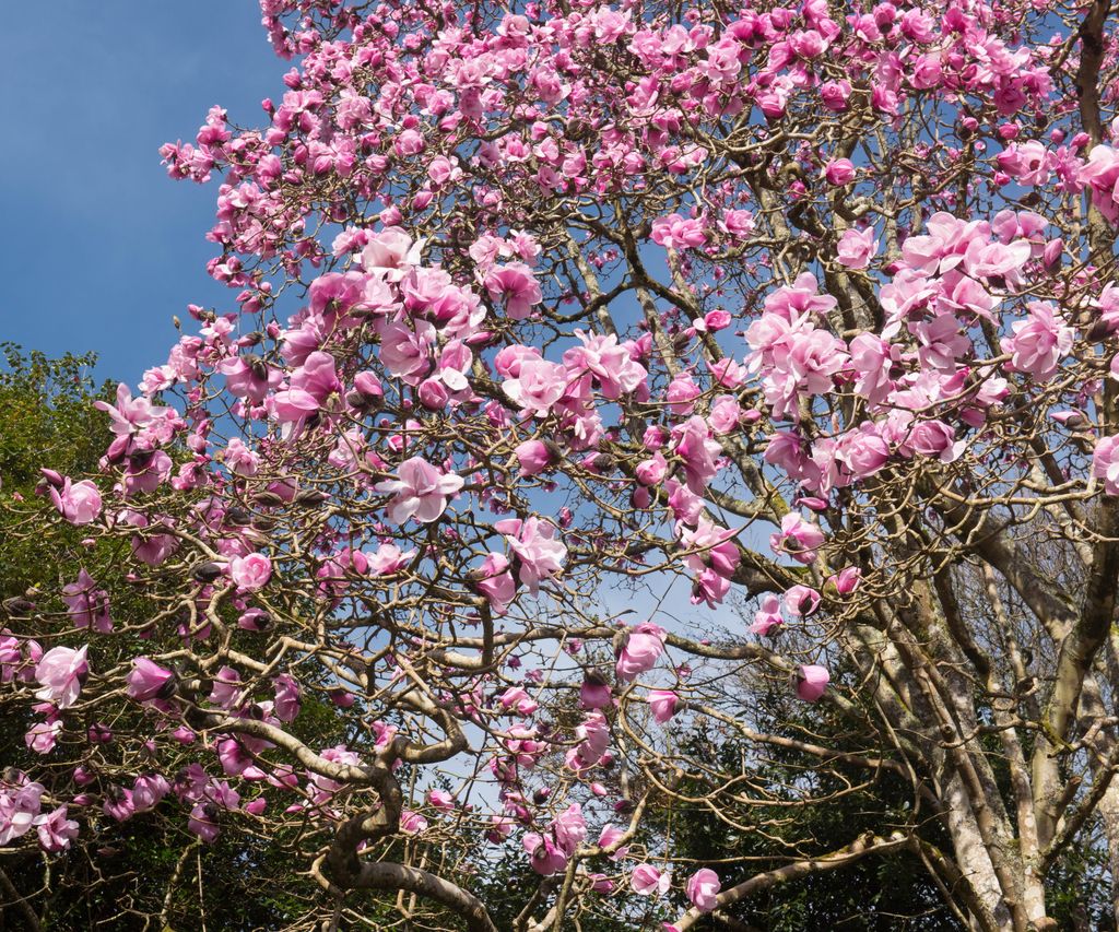 Why is my magnolia tree losing leaves? Experts advise | Homes and Gardens