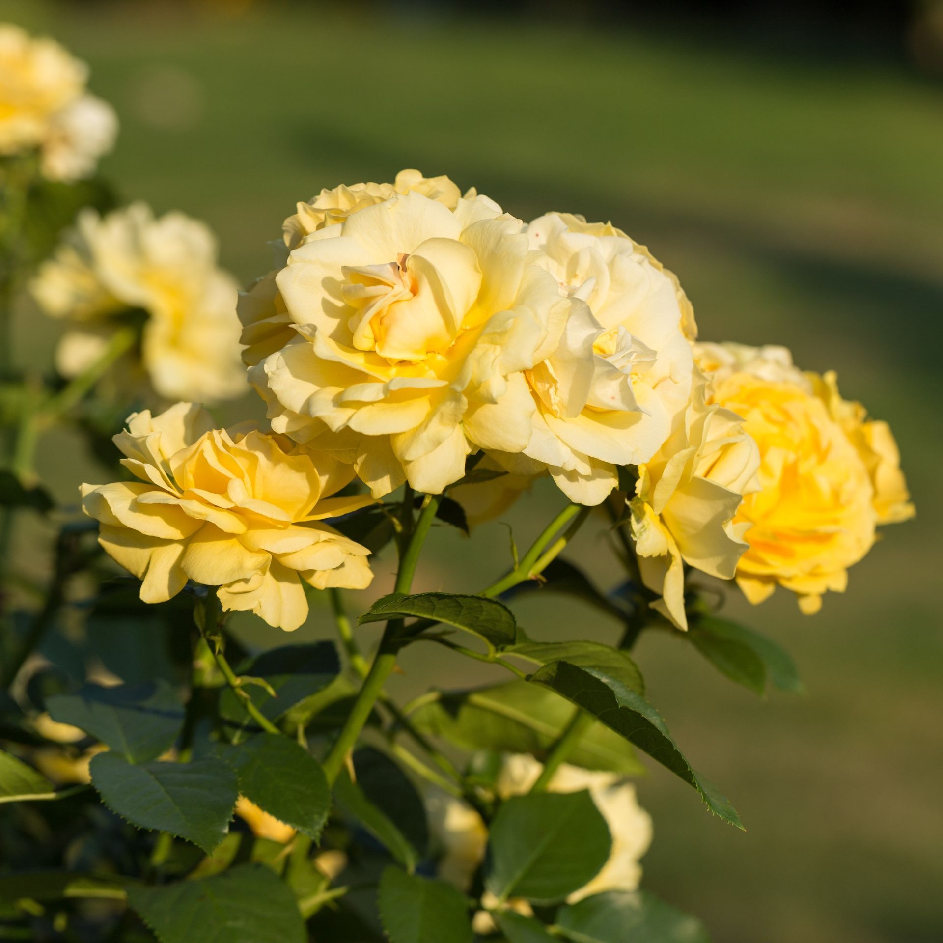 How to grow roses from cuttings – the best way | Ideal Home