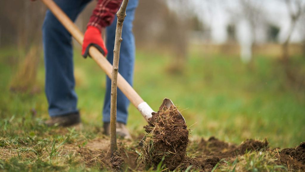 Trees to prune in March and expert trimming tips | Homes and Gardens