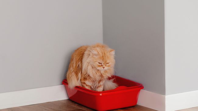 Can I use sand as cat litter? We asked a vet to find out! | PetsRadar