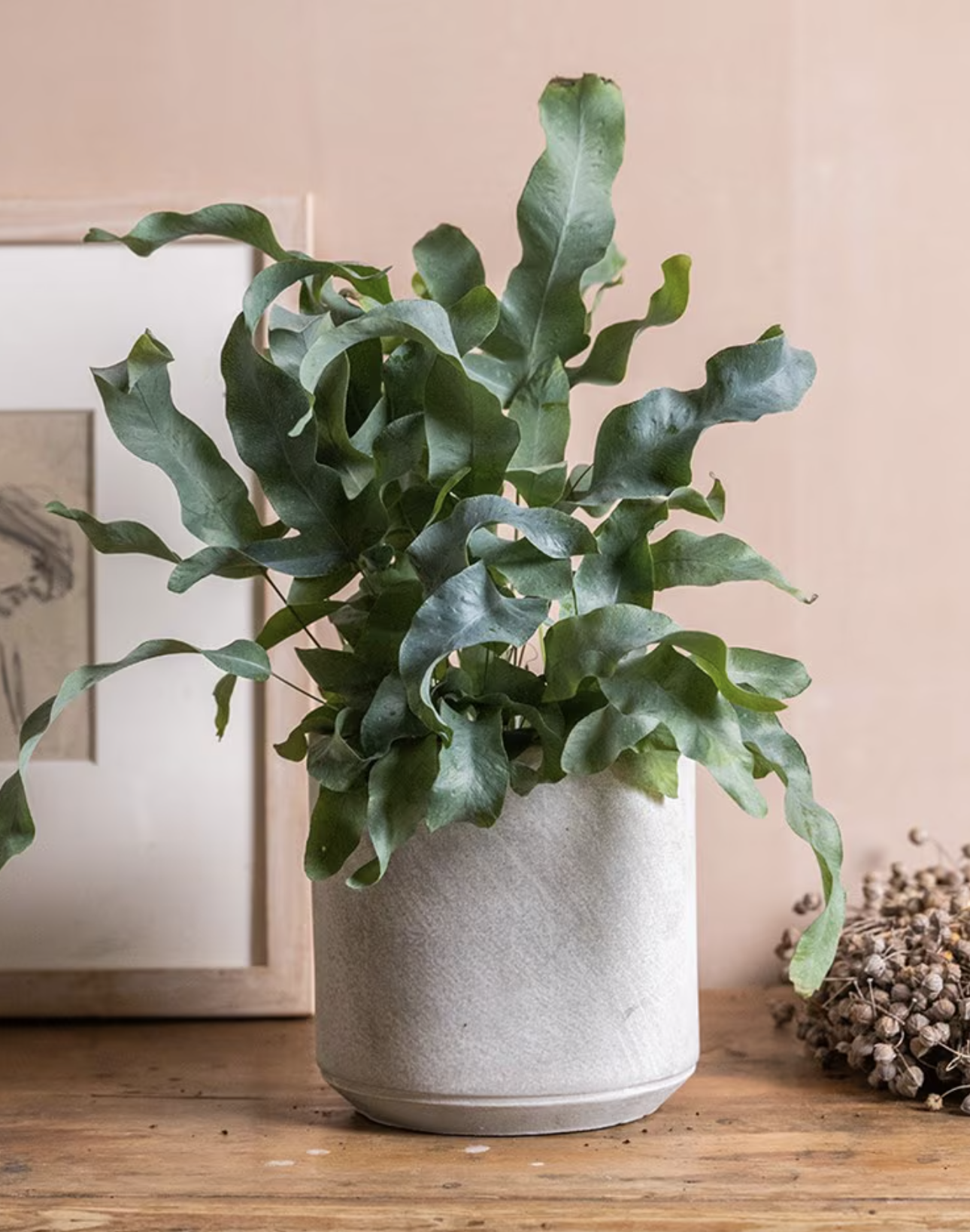 5 of the Best "Blue" Houseplants for a Calm Home | Livingetc