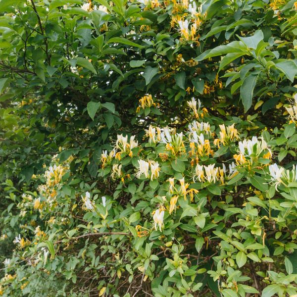 Tips & Information about Vines | Gardening Know How