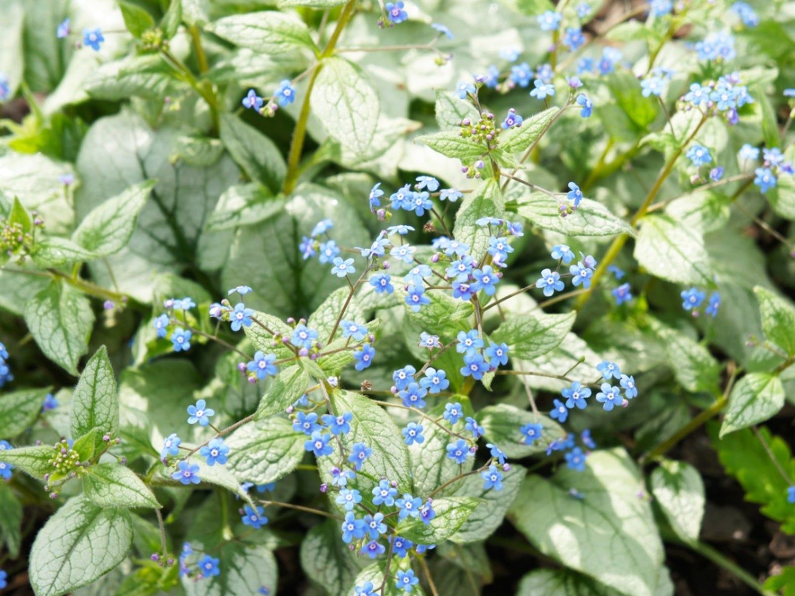 Growing Brunnera - Plant Care For Brunnera Macrophylla | Gardening Know How