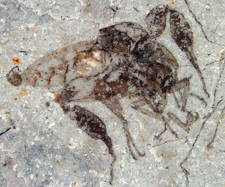 Images Fossil Fly Sex Jurassic Insects Live Science