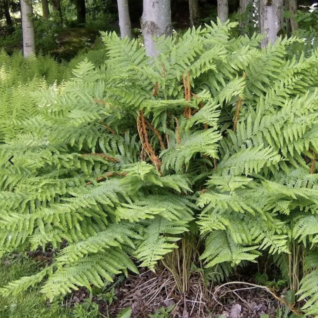 Best plants for under trees: 10 shade loving varieties | Homes and Gardens