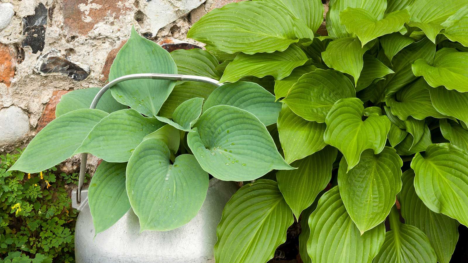 How to grow hostas in pots: container tips for these plants | Homes and ...