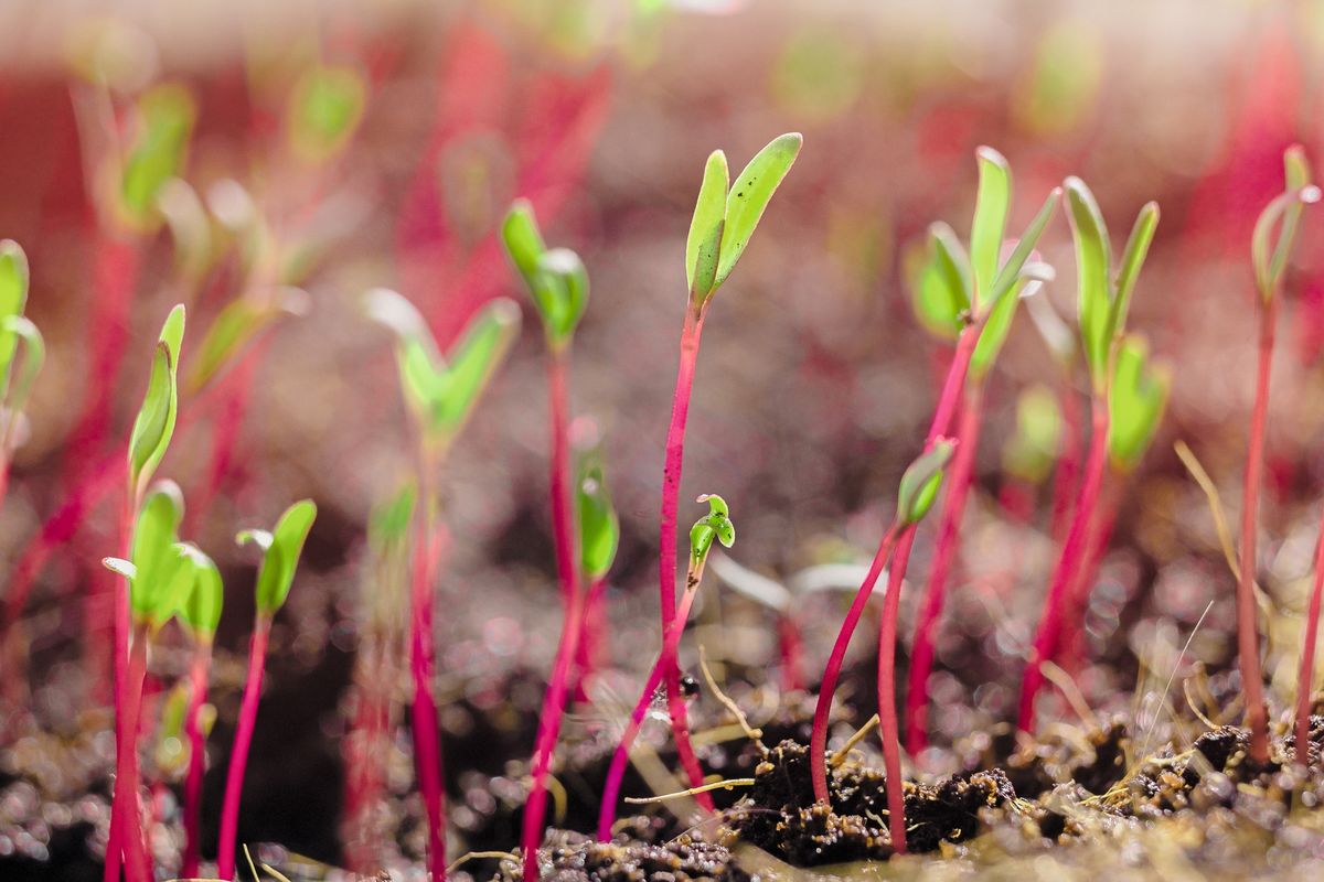 Taste explosions: How to grow micro leaves that pack a serious punch ...