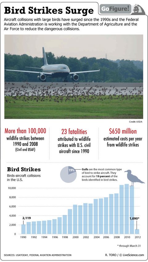 Airplane Bird Strikes on the Rise (Infographic) | Live Science
