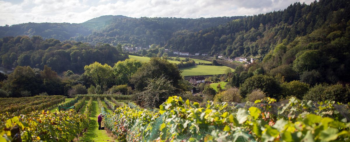 UK wine tasting: eight top vineyards in England and Wales | The Week