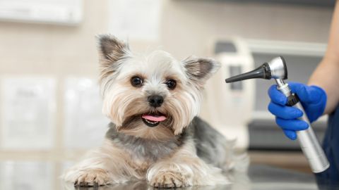 Deafness in dogs: Signs, causes and how to support them | PetsRadar