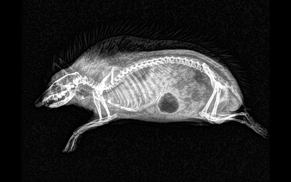 Zoo's Animal X-Rays Reveal Spooky, Scary Skeletons | Live Science