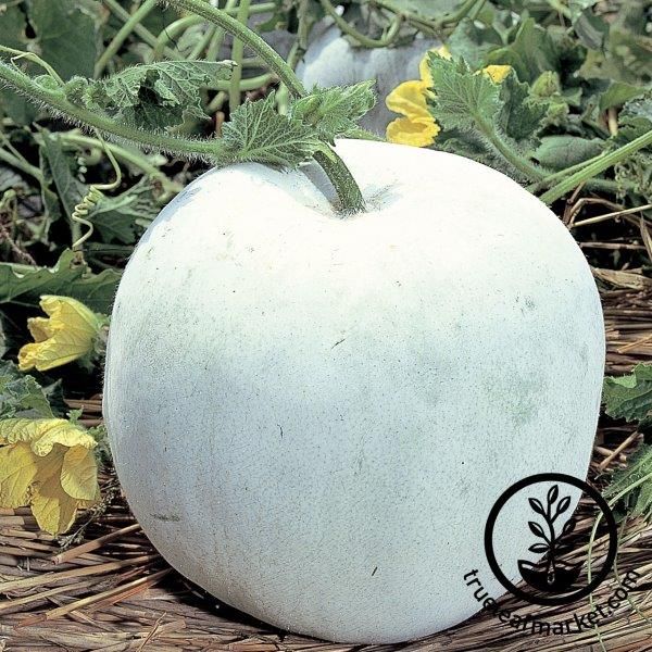 How to grow winter melon - expert tips for great harvests | Homes and ...
