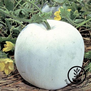 How to grow winter melon - expert tips for great harvests | Homes and ...