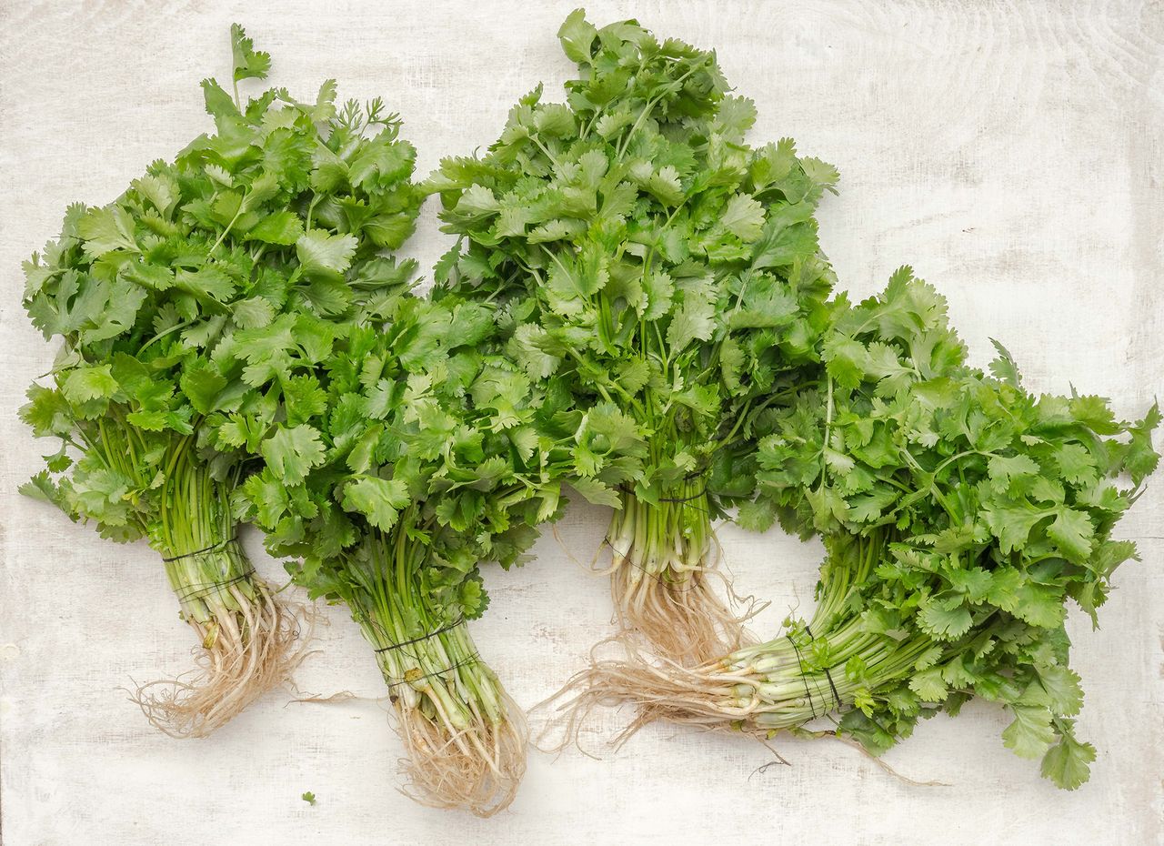 How to grow cilantro | Homes and Gardens