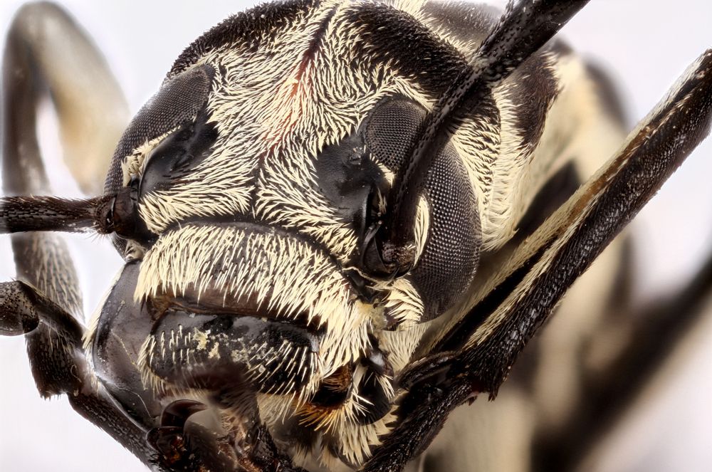 Gallery: 'Insects Unlocked' Collection Shares Free Bug Photos | Live ...