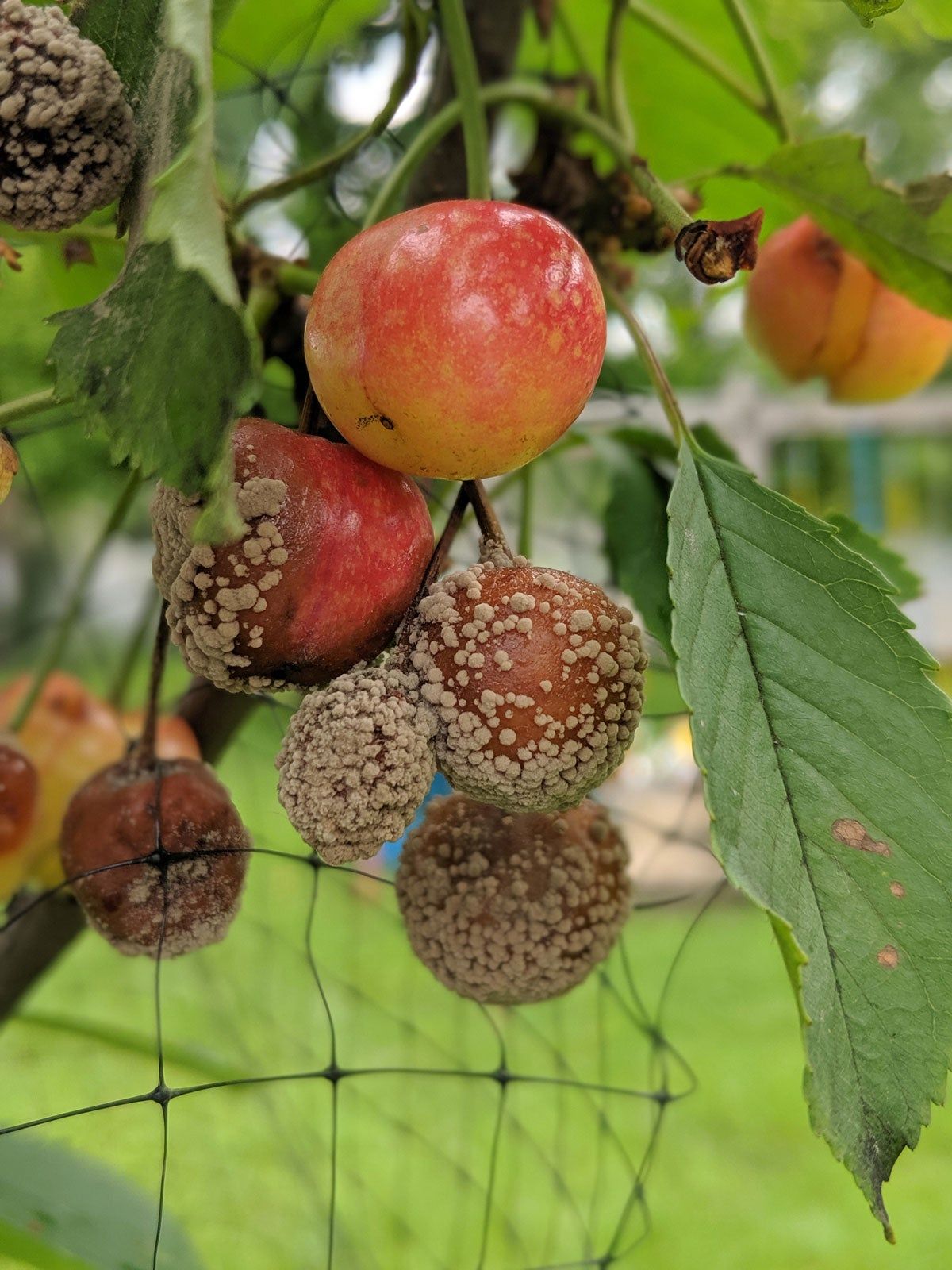 Cherry Brown Rot Information: Learn About Controlling Brown Rot In ...