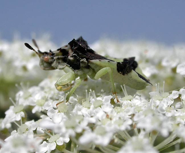 Hot Bugs Get More Sex | Live Science