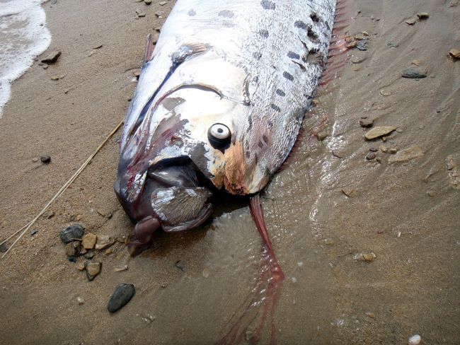 Oarfish: Photos of world's longest bony fish | Live Science
