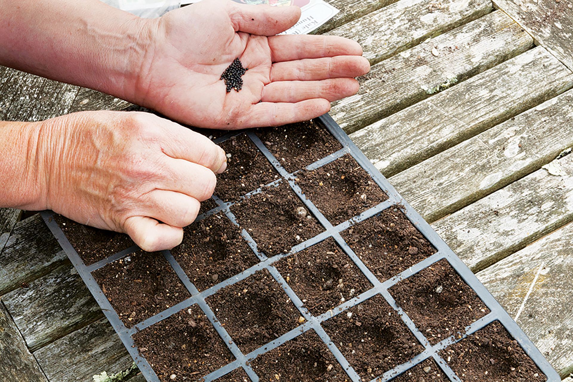 How to grow kale – from seed to harvesting | Homes and Gardens