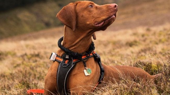 Best pet trackers 2024 for location and activity tracking | PetsRadar