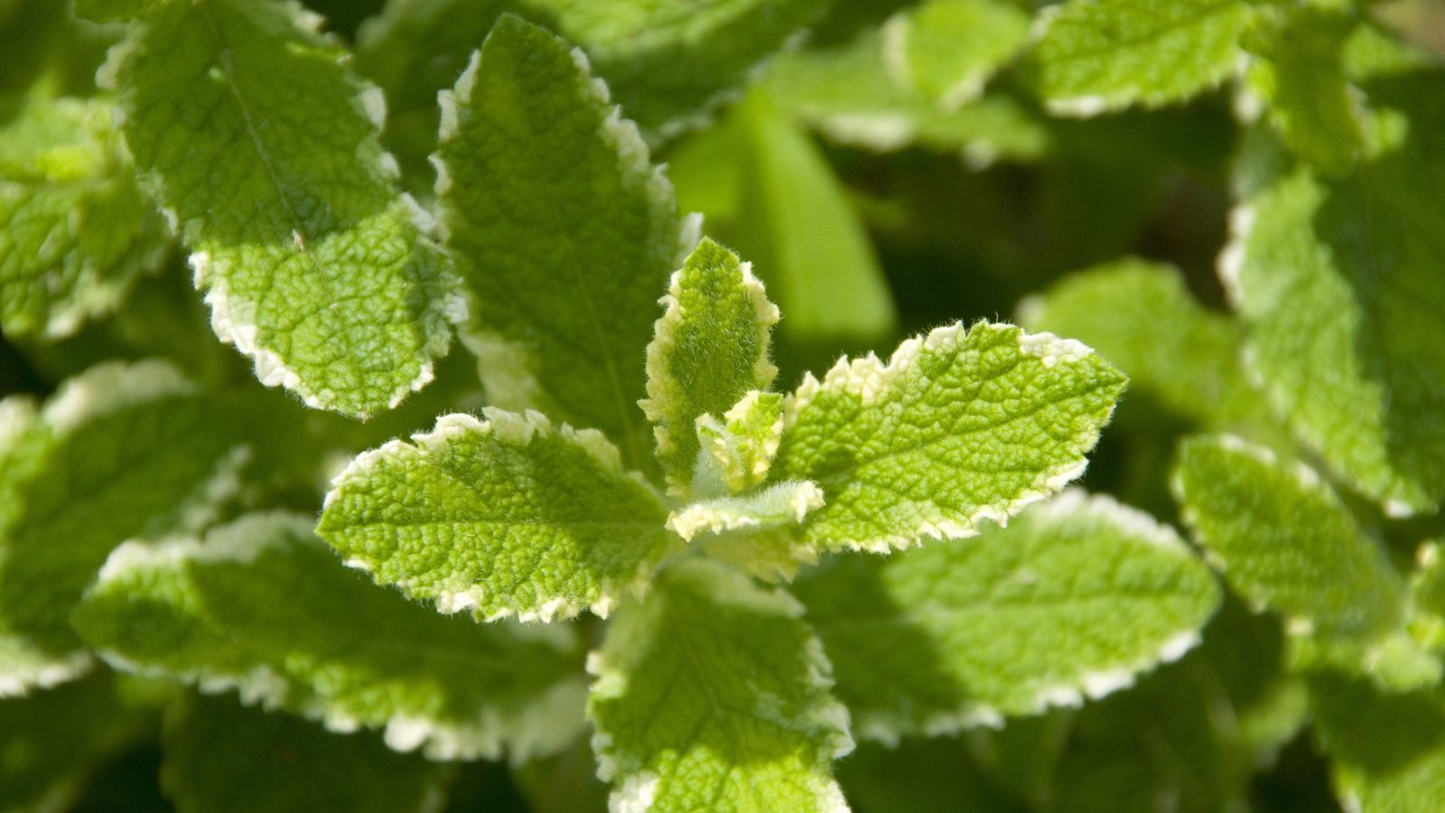 Best mint varieties to grow for unusual and aromatic herbs | Homes and ...
