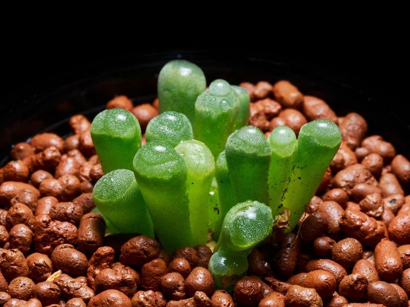 Tips & Information about Cacti & Succulents - Page 8 | Gardening Know How
