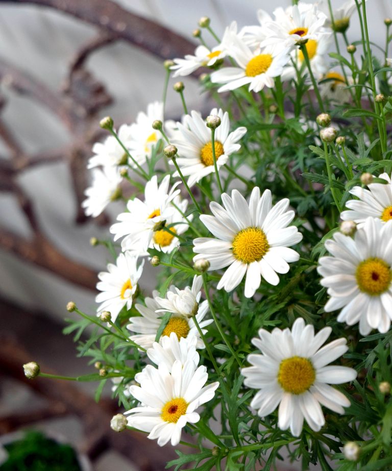 Trending: Daisy flower trees are the latest Instagram craze | Livingetc