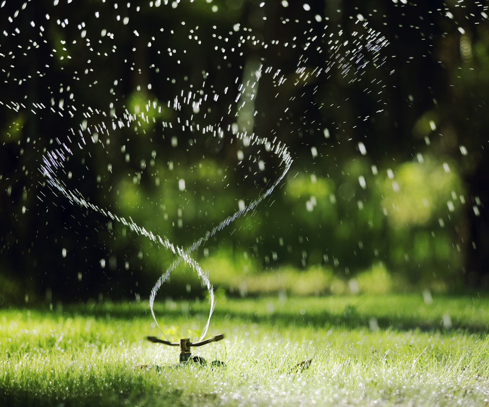 How to get grass to grow under trees: Expert tips | Homes and Gardens