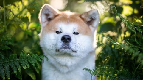 32 popular spitz dog breeds from around the world | PetsRadar