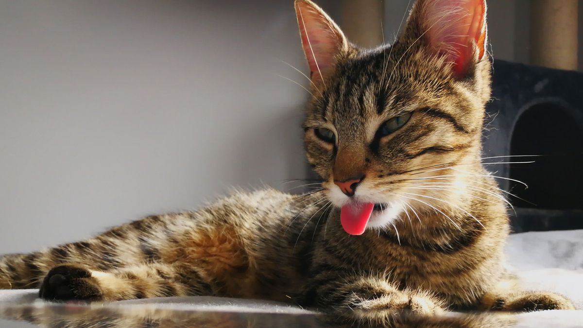 Do cats burp, fart or hiccup? Is your cat's belching normal? | PetsRadar