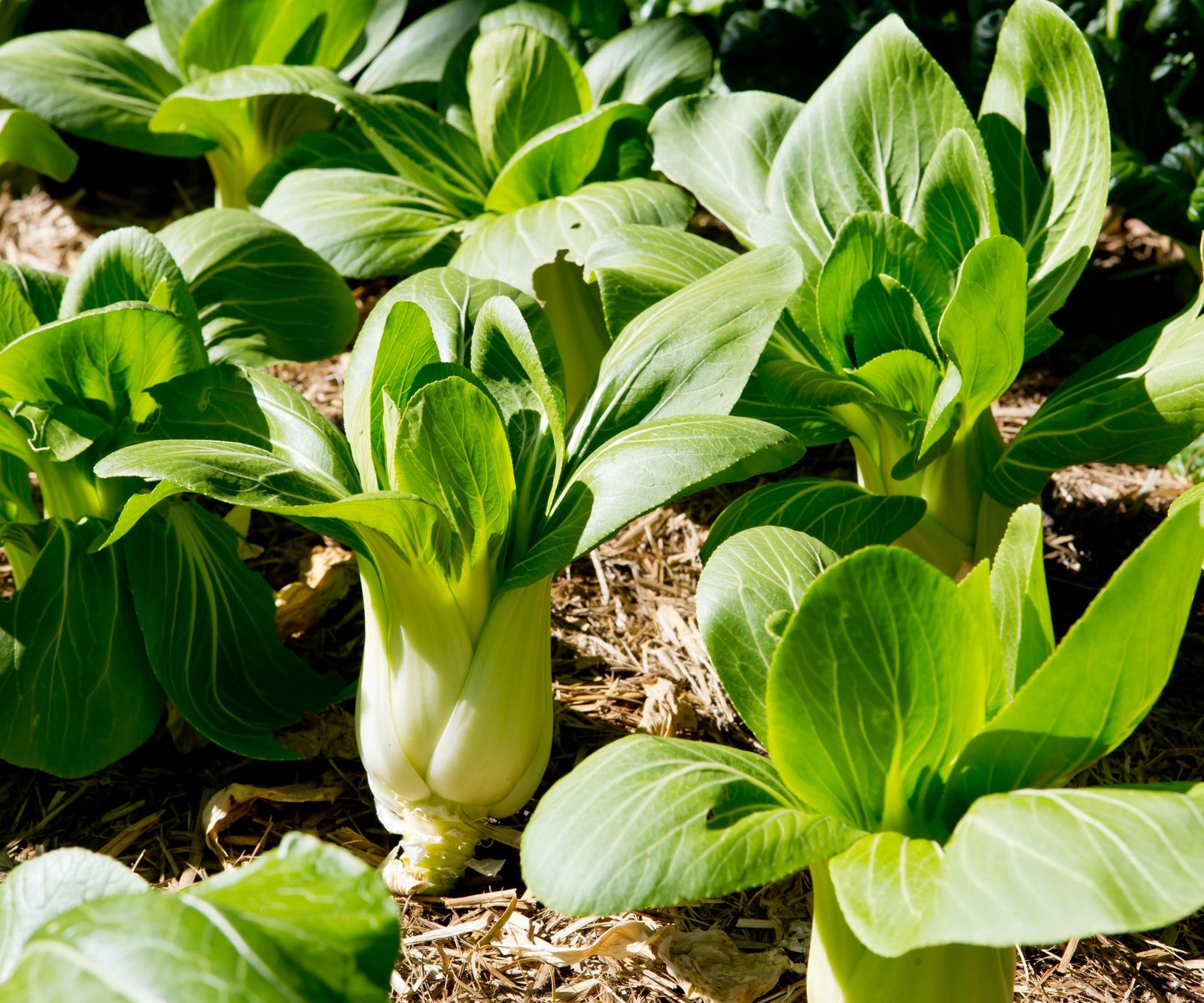 How to grow bok choy - our guide from sowing to harvesting | Homes and ...