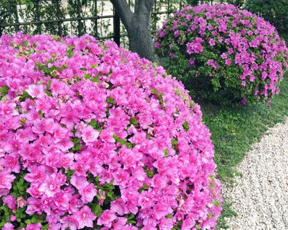 Pruning azaleas: how and when to complete this task | Gardeningetc
